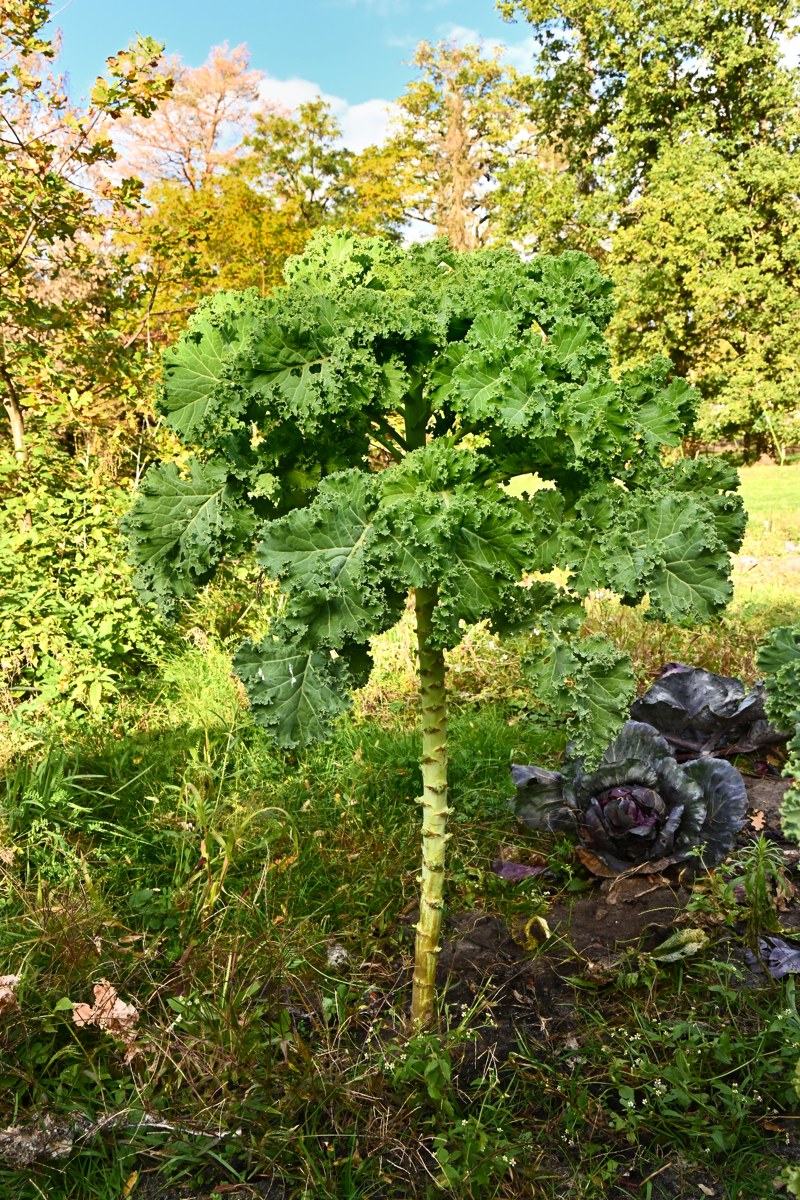 Pflanze des Monats November - Botanikus