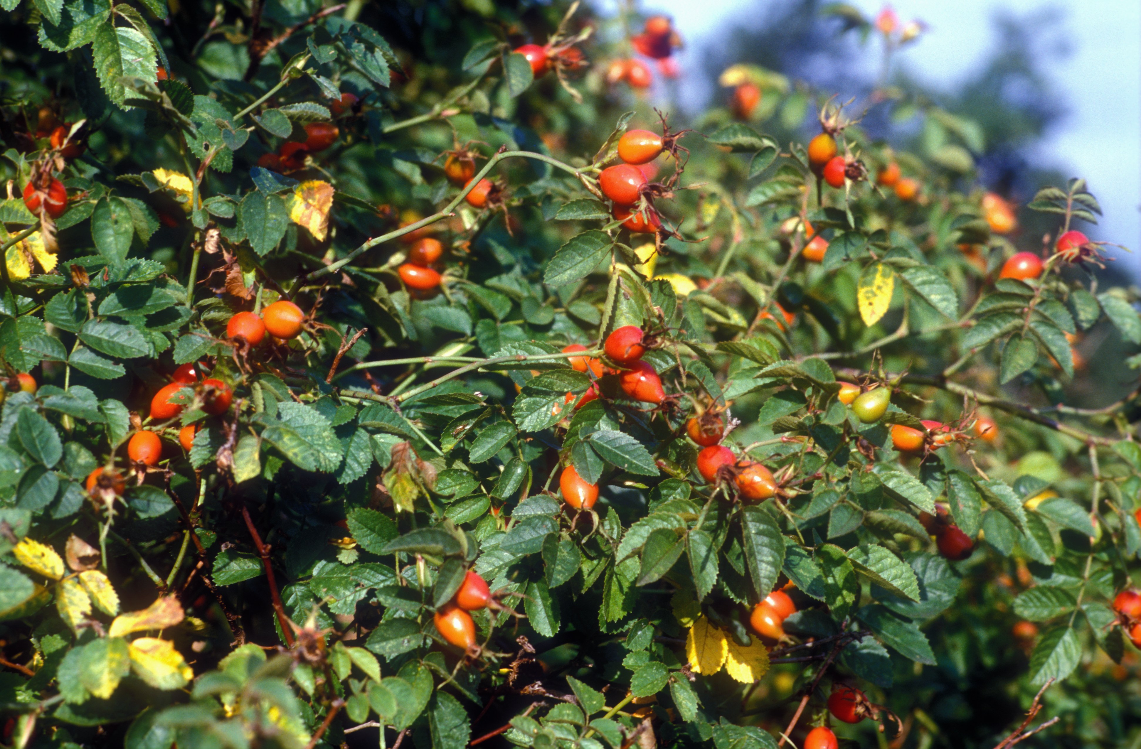 Botanikus: Hagebutte