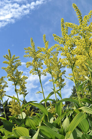 Botanikus: Germer, Weißer