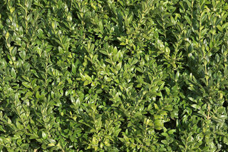 Botanikus: Buchsbaum