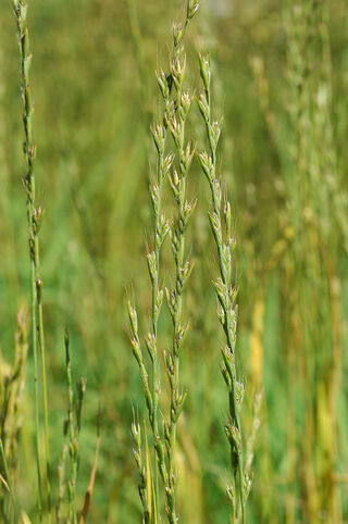 Botanikus: Taumel-Lolch